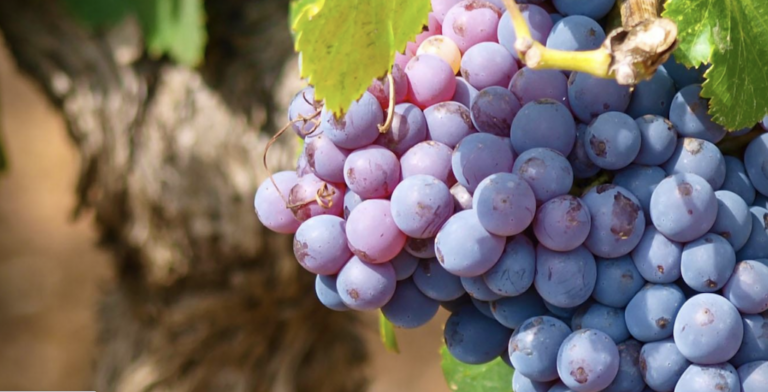 Zinfandel Experience – The largest single varietal tasting of its kind ...